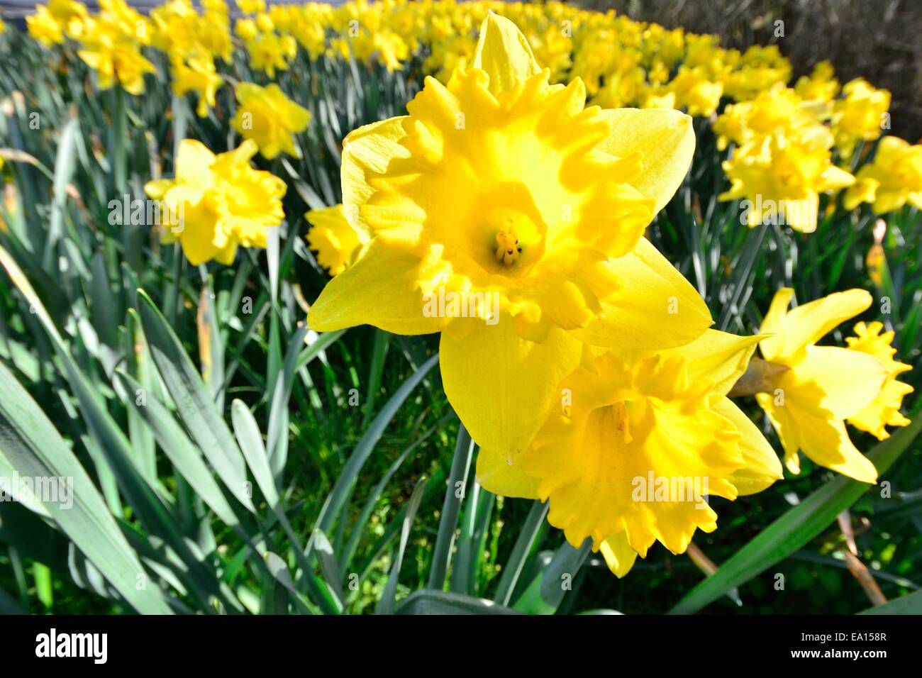 Close up of daffodils Stock Photo - Alamy