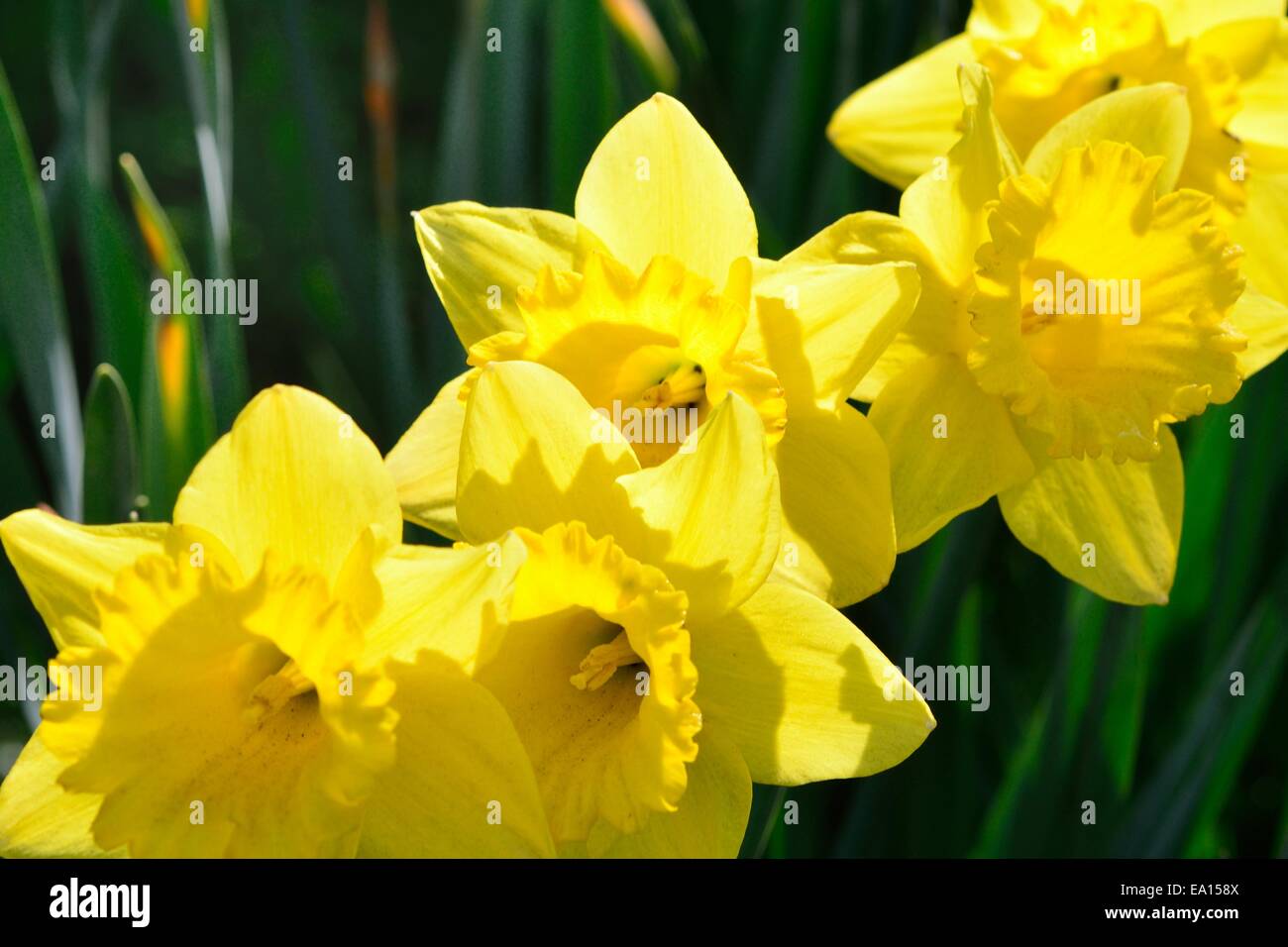Row of daffodils Stock Photo - Alamy