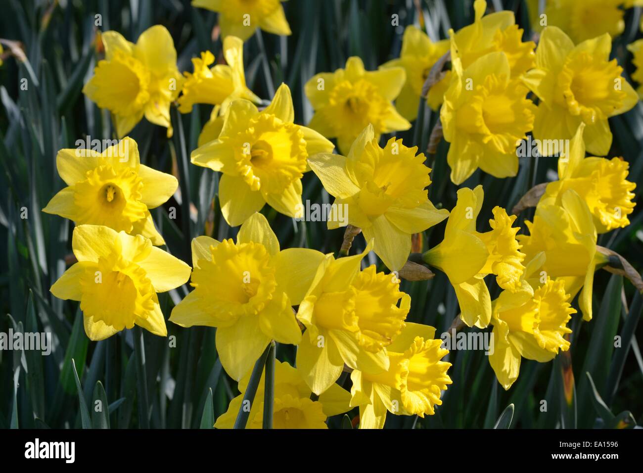 small group of daffodils Stock Photo - Alamy