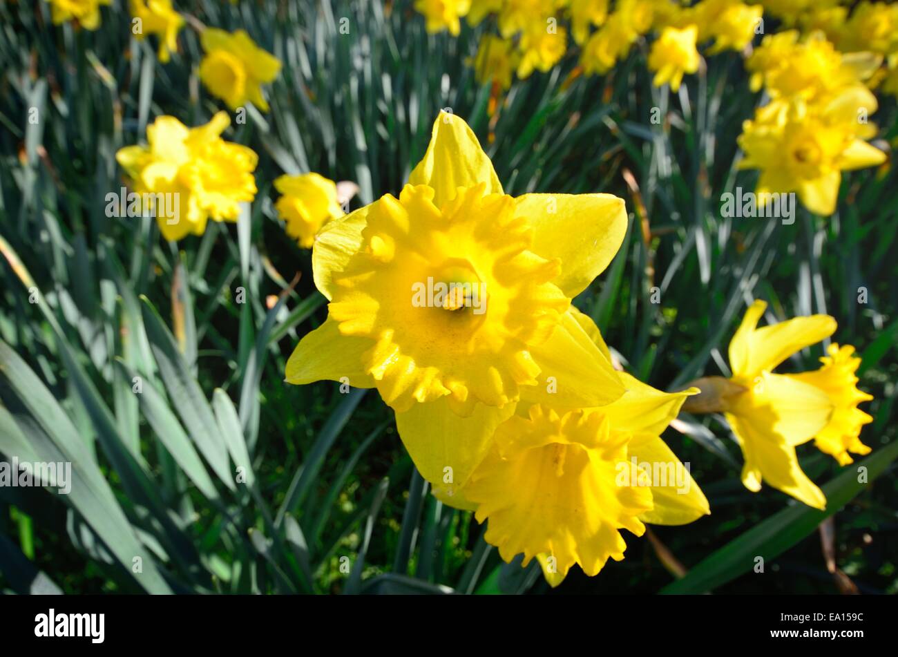 Close up daffodil flower stem hi-res stock photography and images - Alamy
