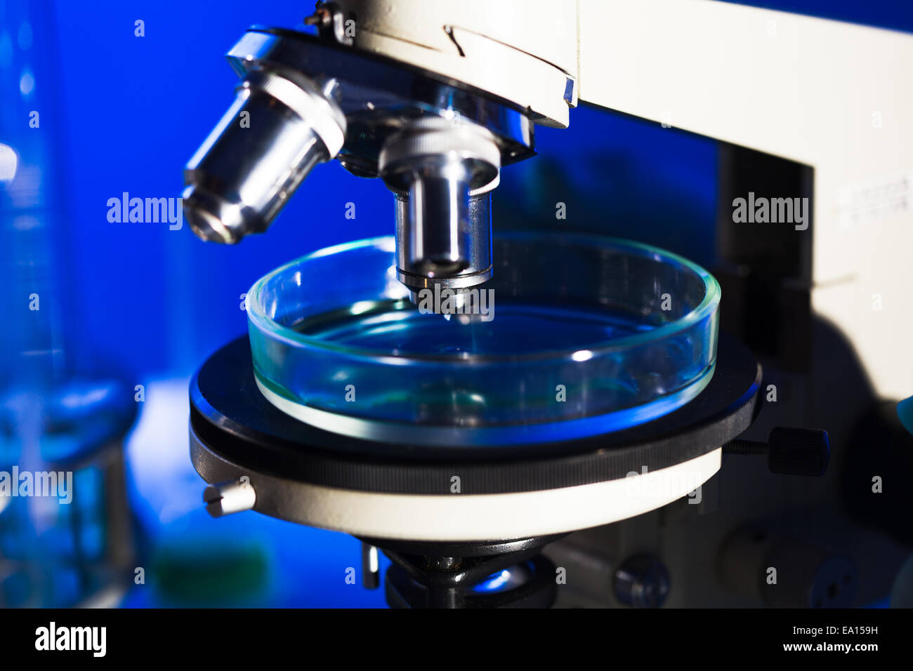 Microscope glass with liquid in petri dish for research, close up view ...