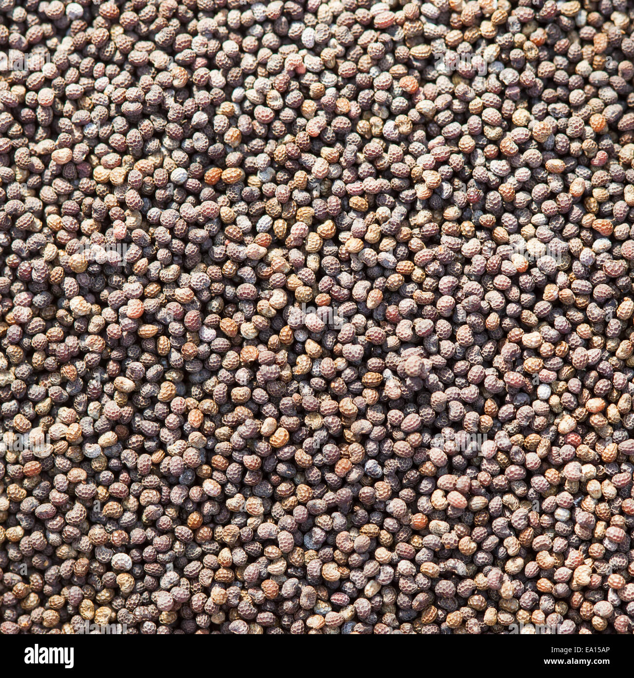 The poppy seeds close up as a background Stock Photo - Alamy
