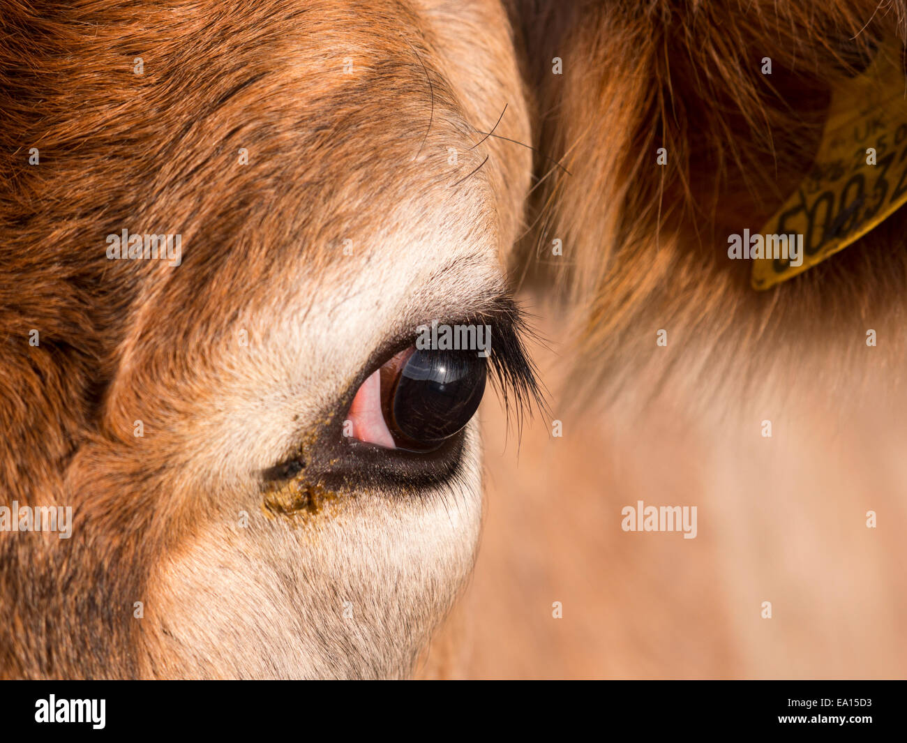 close up of cow face,derbyshire,uk Stock Photo - Alamy