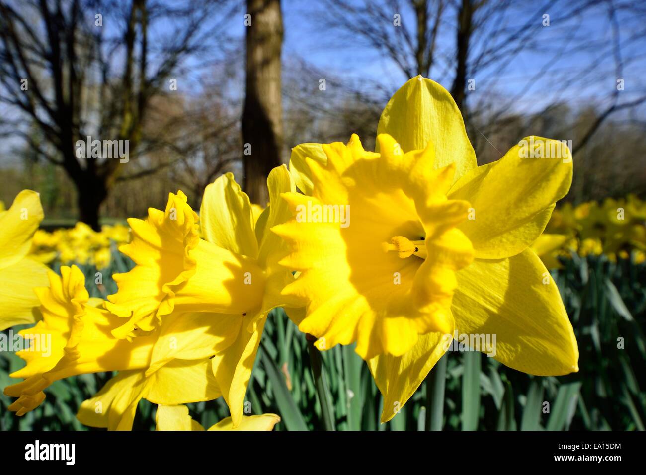 Daffodil in wide angle Stock Photo - Alamy