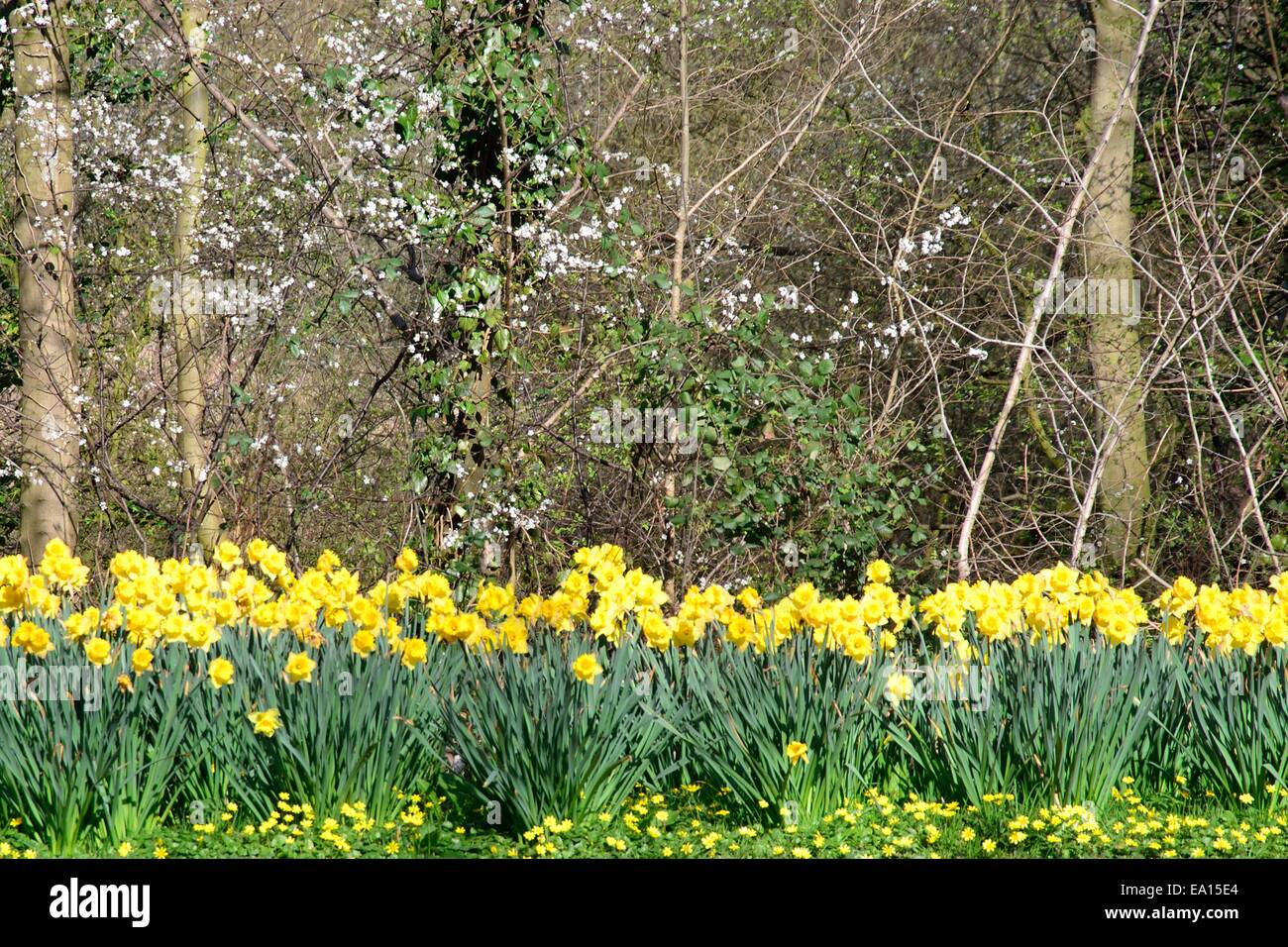 Daffodils in line Stock Photo - Alamy