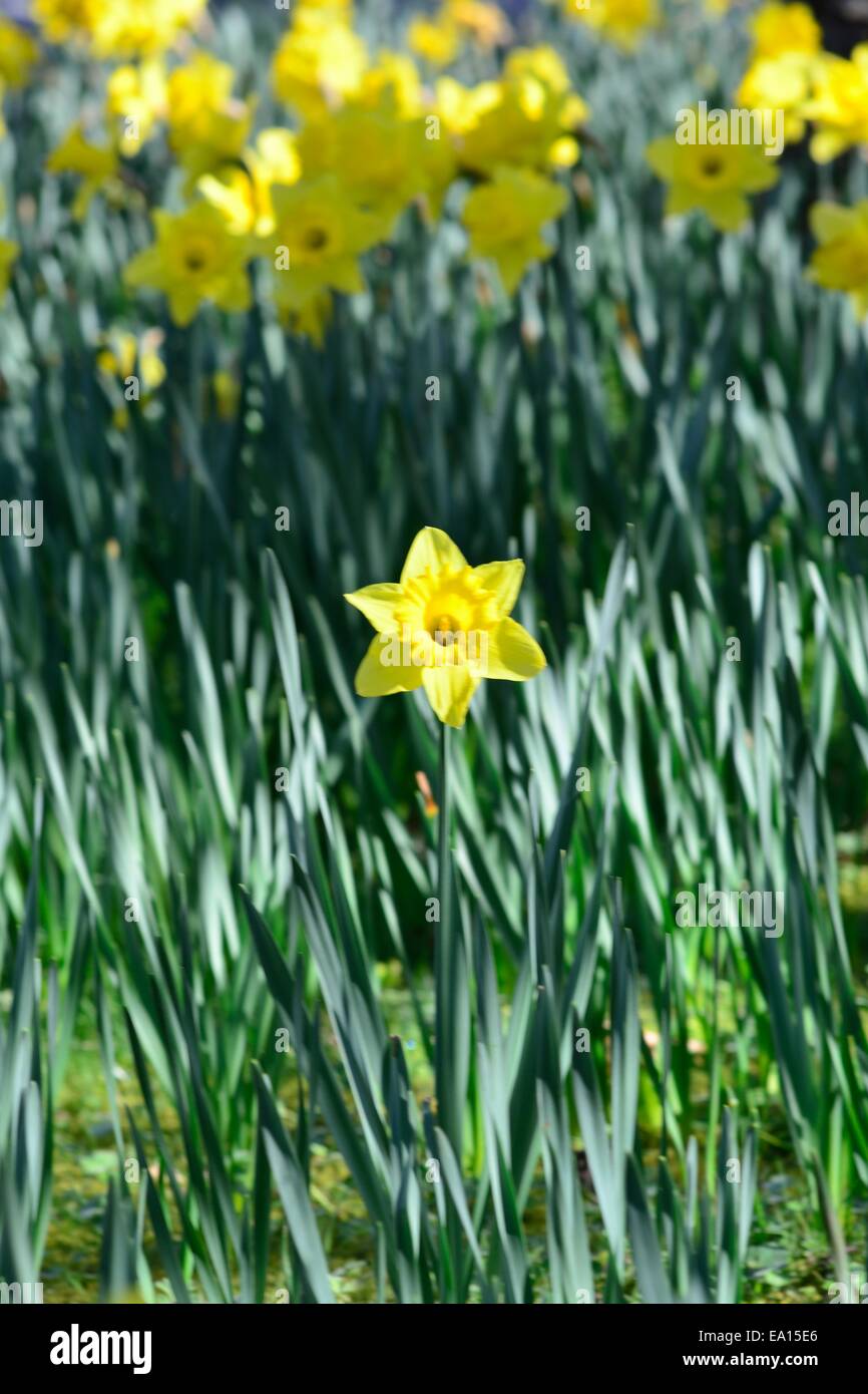 Small single daffodil alone Stock Photo - Alamy