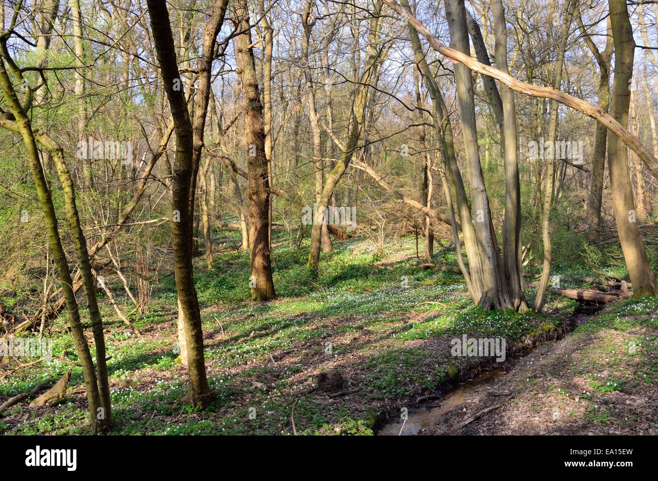 Spring walking trails hi-res stock photography and images - Alamy