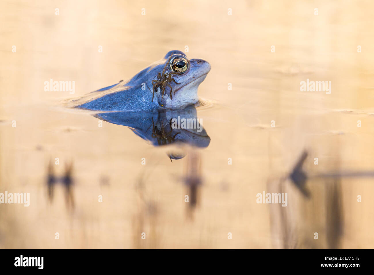 Beige frog hi-res stock photography and images - Alamy