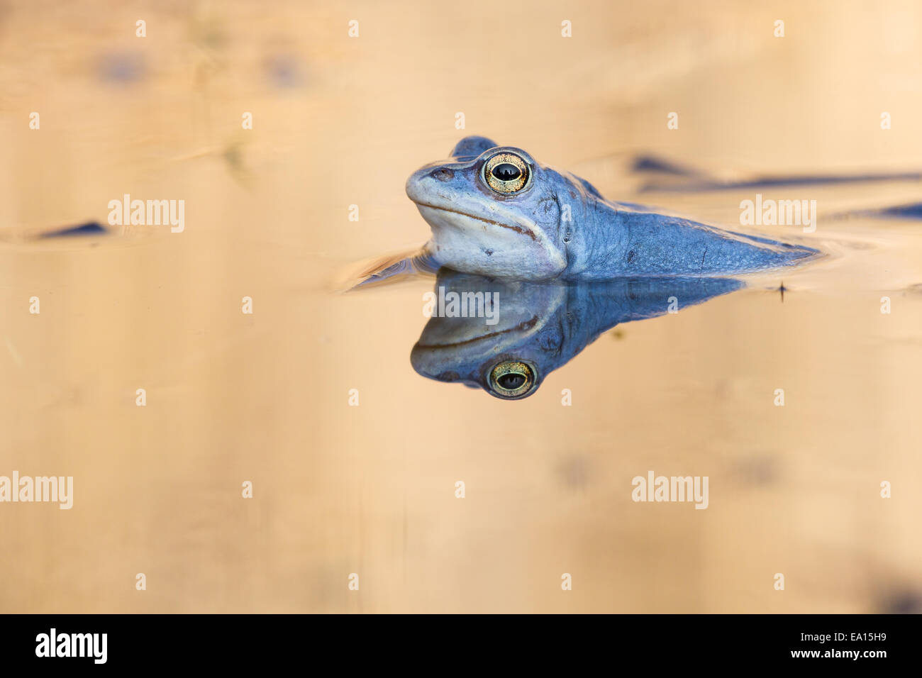 Moor head hi-res stock photography and images - Alamy