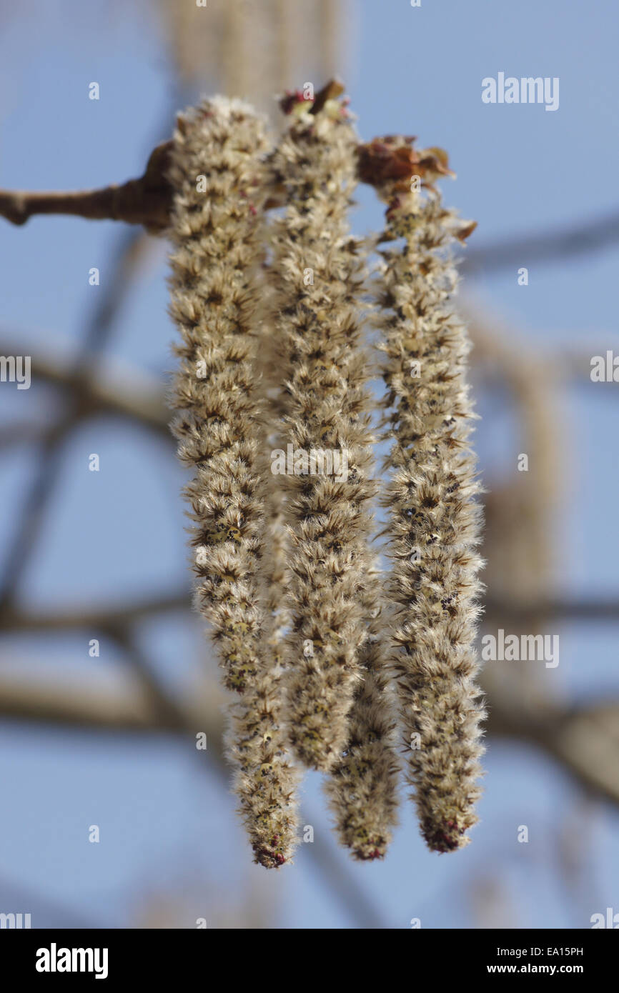 Aspen baum blatt hi-res stock photography and images - Alamy