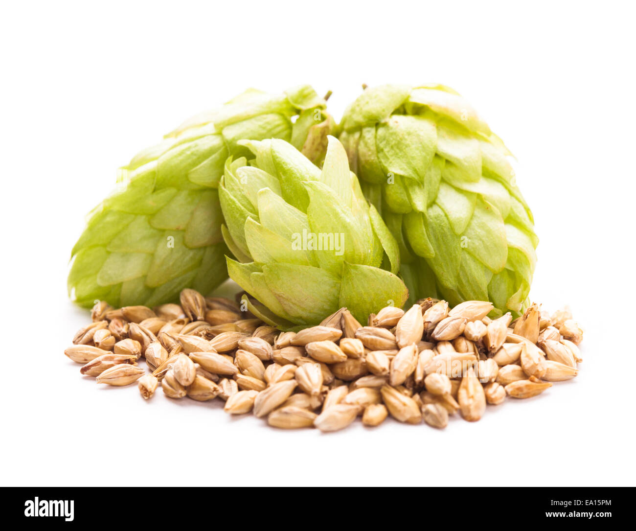 Barley and hops isolated on white background. Beer concept Stock Photo ...