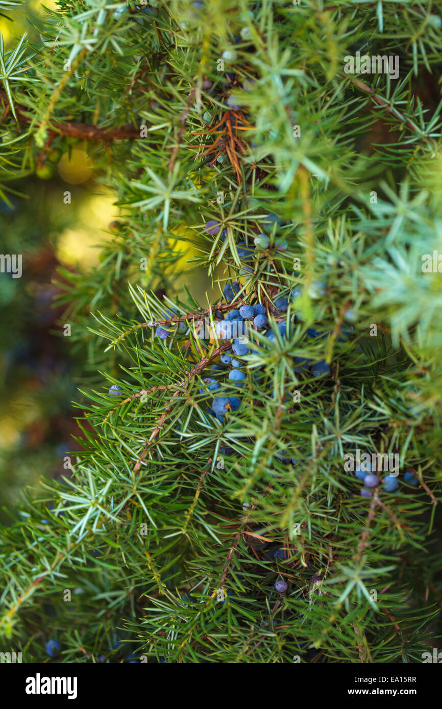 Juniper on the bush. Close up berries in the forest Stock Photo - Alamy