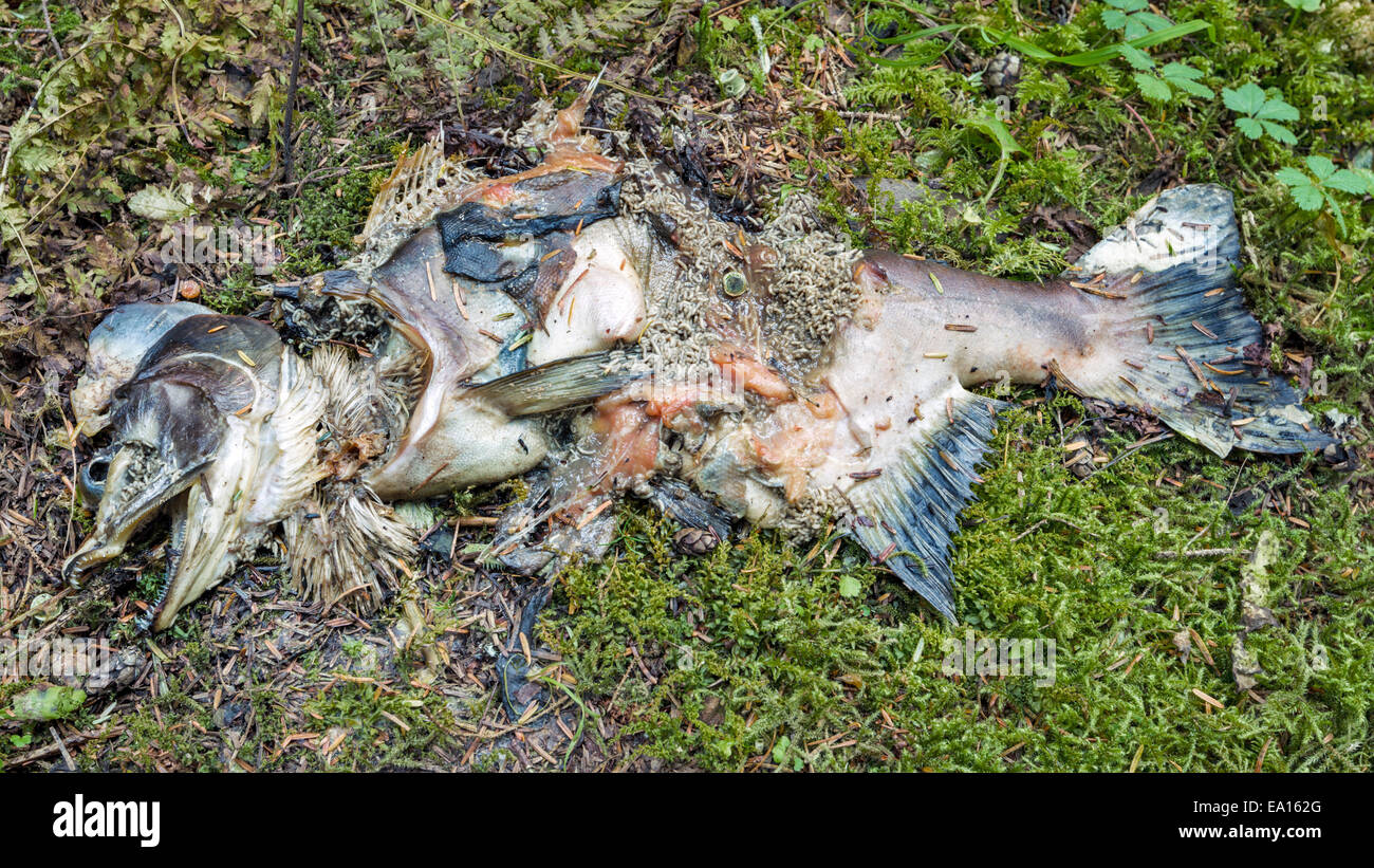 Decomposition food chain High Resolution Stock Photography and Images ...