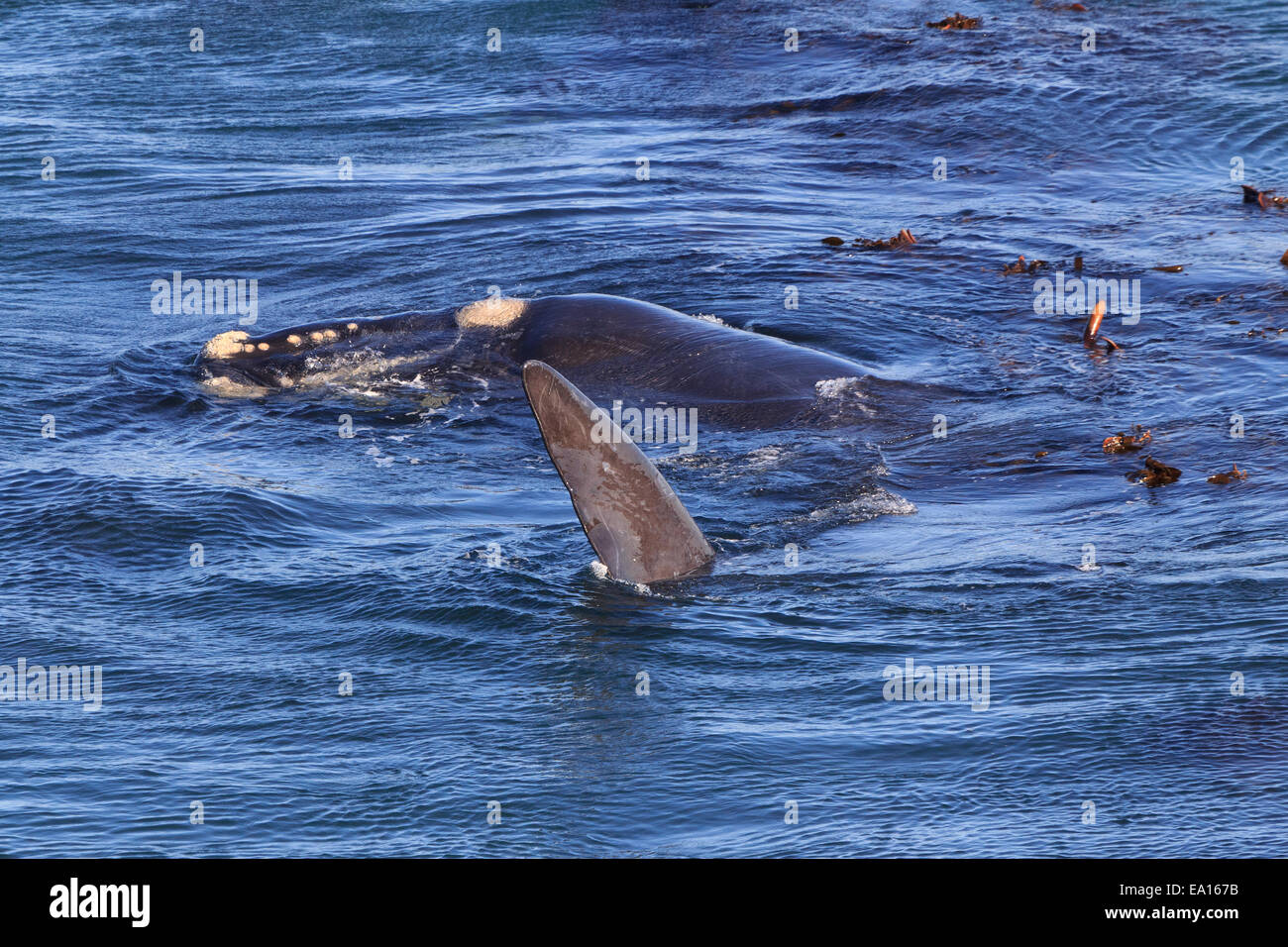 Southern Right Whale Stock Photo - Alamy