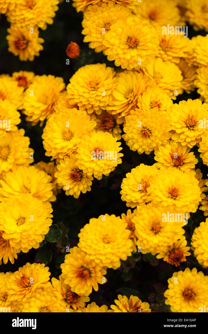 Yellow chrysanthemum flowers close up on the bush Stock Photo - Alamy