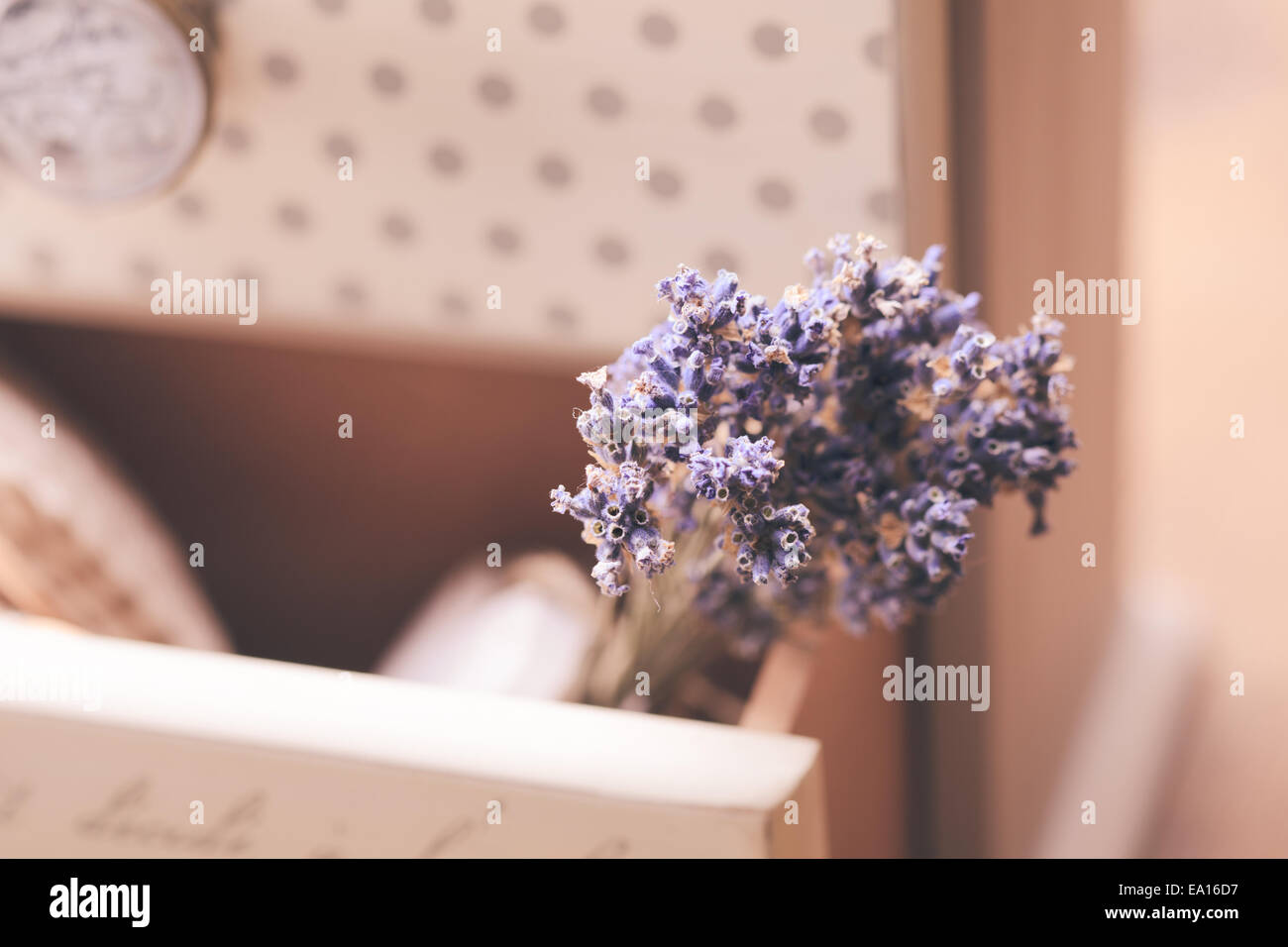 Bunch of dry lavender in decorative little shabby chic chest of drawers ...