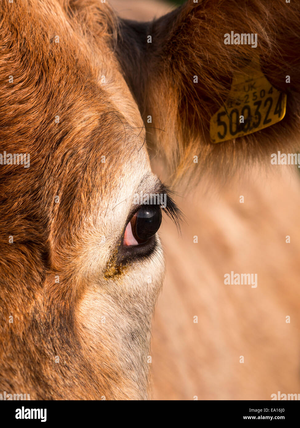 close up of cow face,derbyshire,uk Stock Photo - Alamy