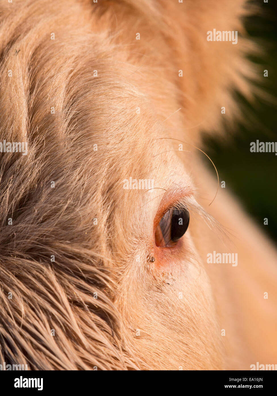close up of cow face,derbyshire,uk Stock Photo - Alamy