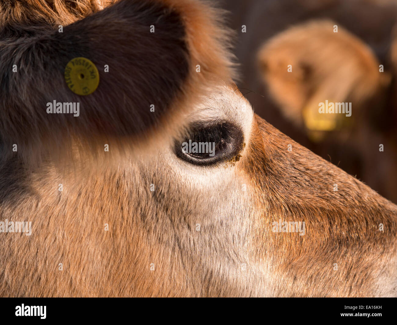 close up of cow face,derbyshire,uk Stock Photo - Alamy