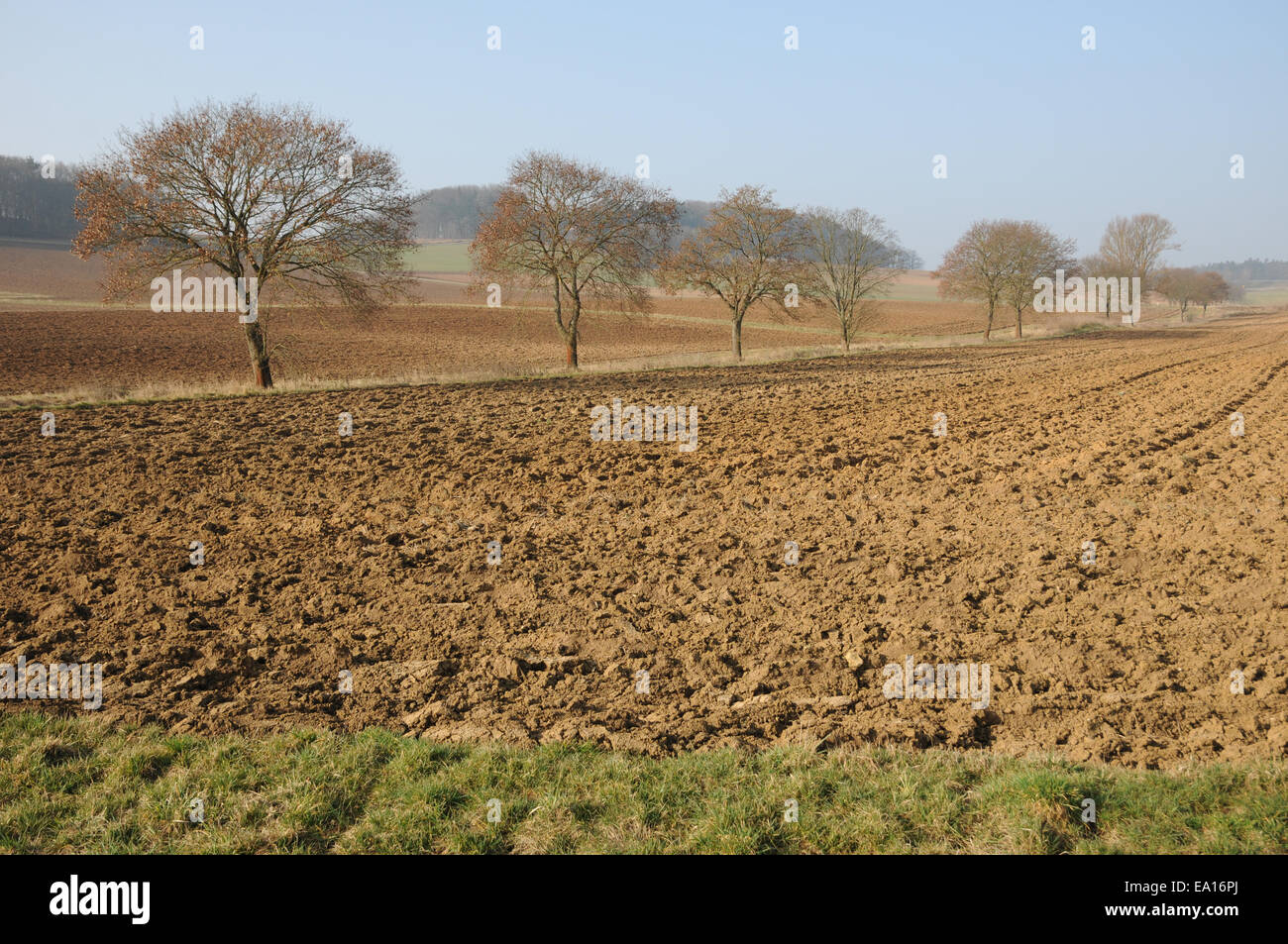 Field maples hi-res stock photography and images - Alamy