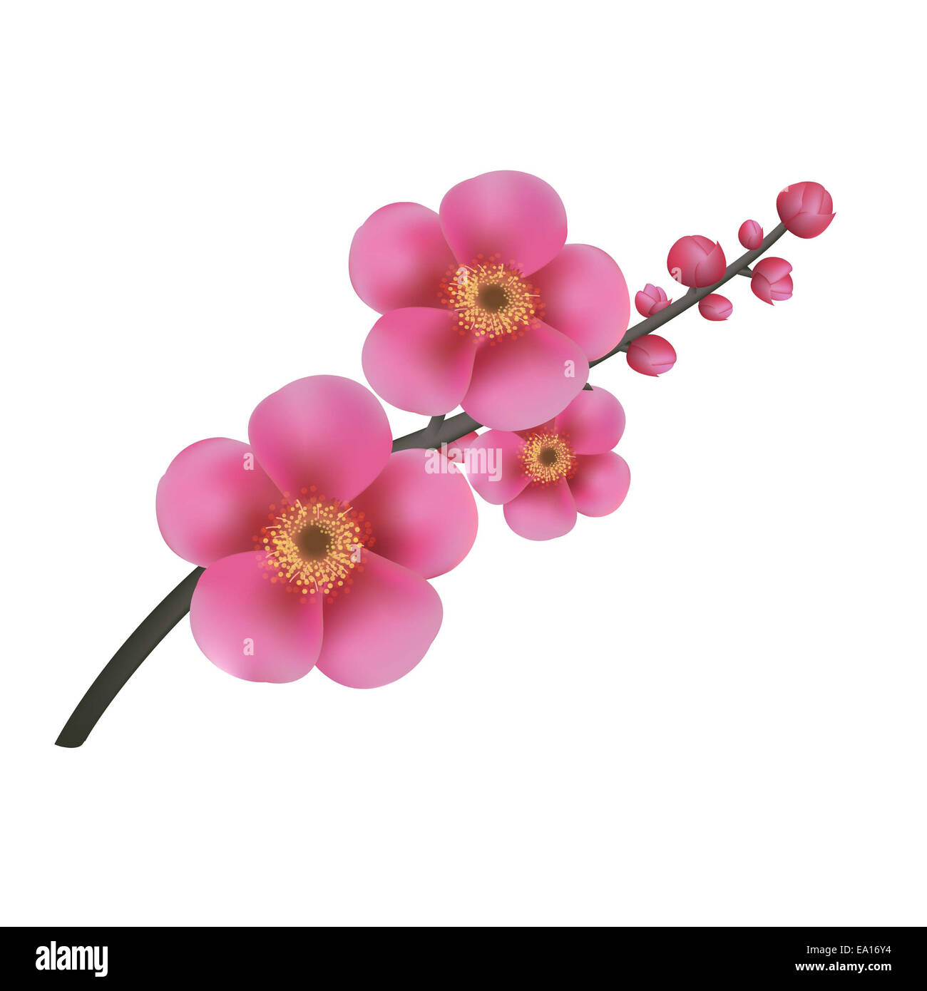 Sakura flowers detail Cut Out Stock Images & Pictures - Alamy