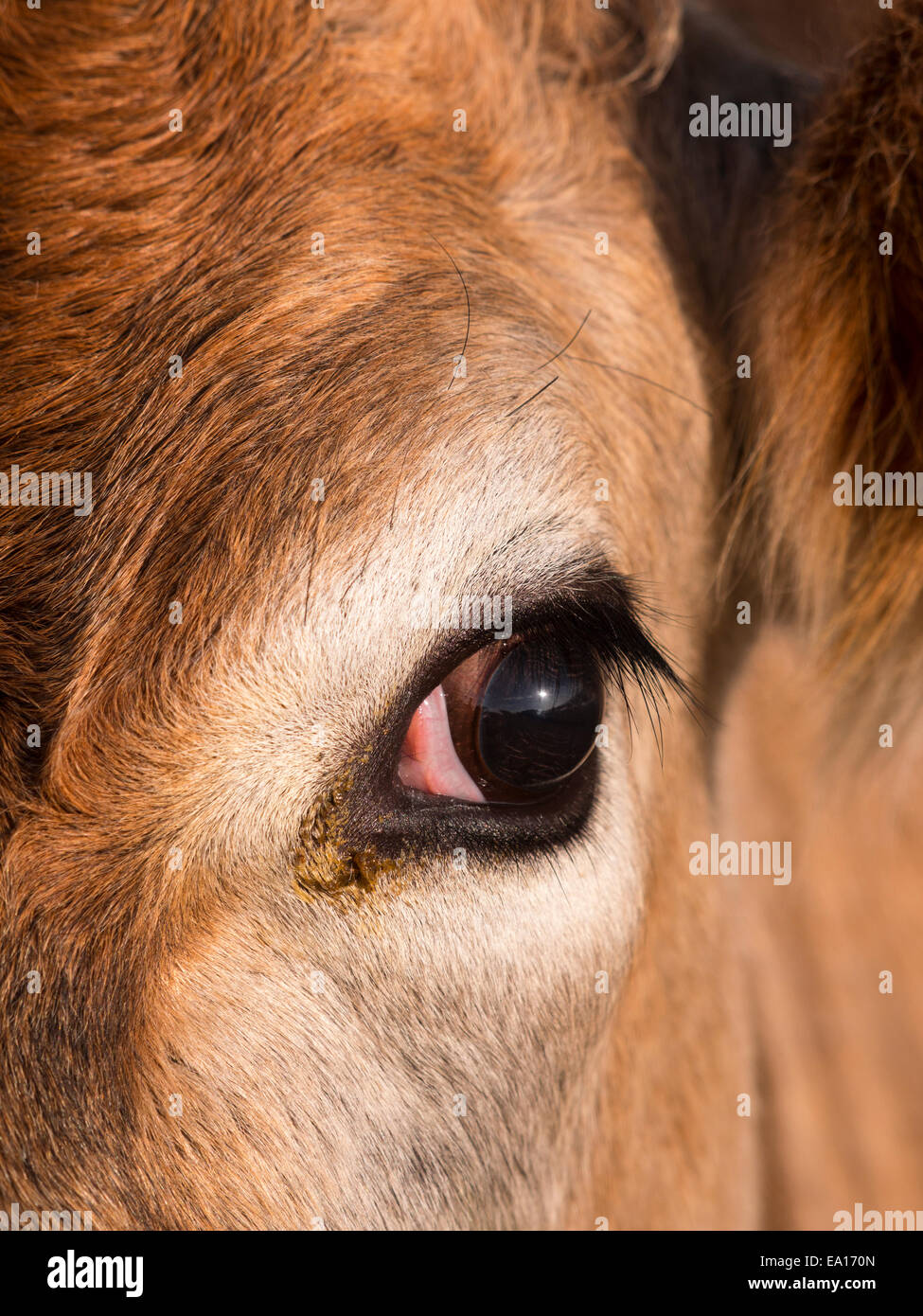 close up of cow face,derbyshire,uk Stock Photo - Alamy