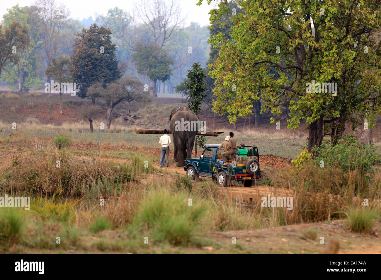 Arbeitselefant High Resolution Stock Photography and Images - Alamy