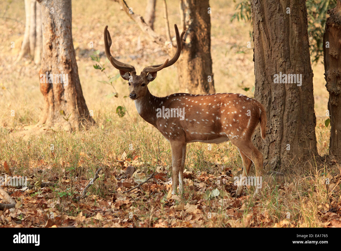 Chital or Spotted Deer Stock Photo - Alamy