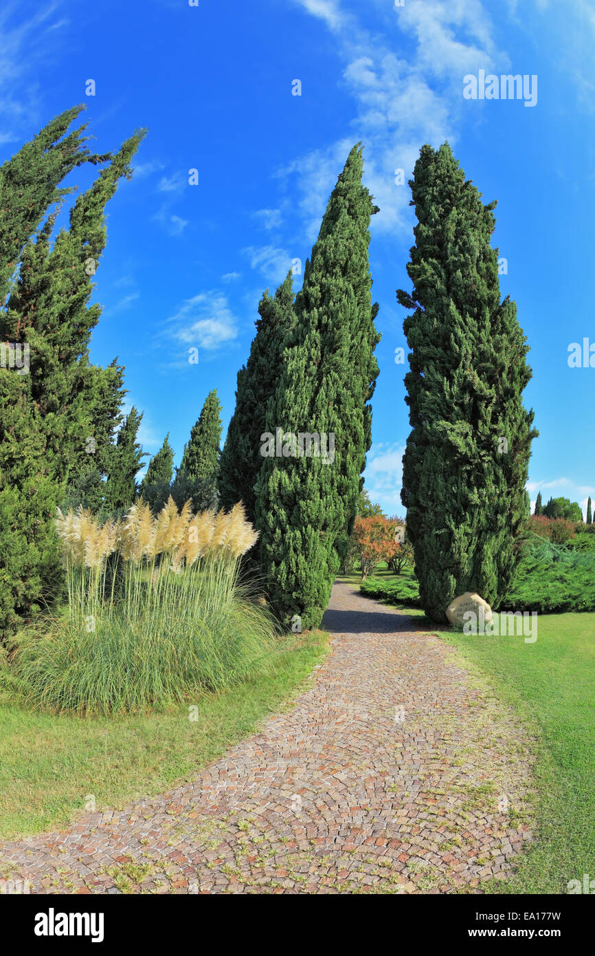 Two cypress separated path Stock Photo - Alamy