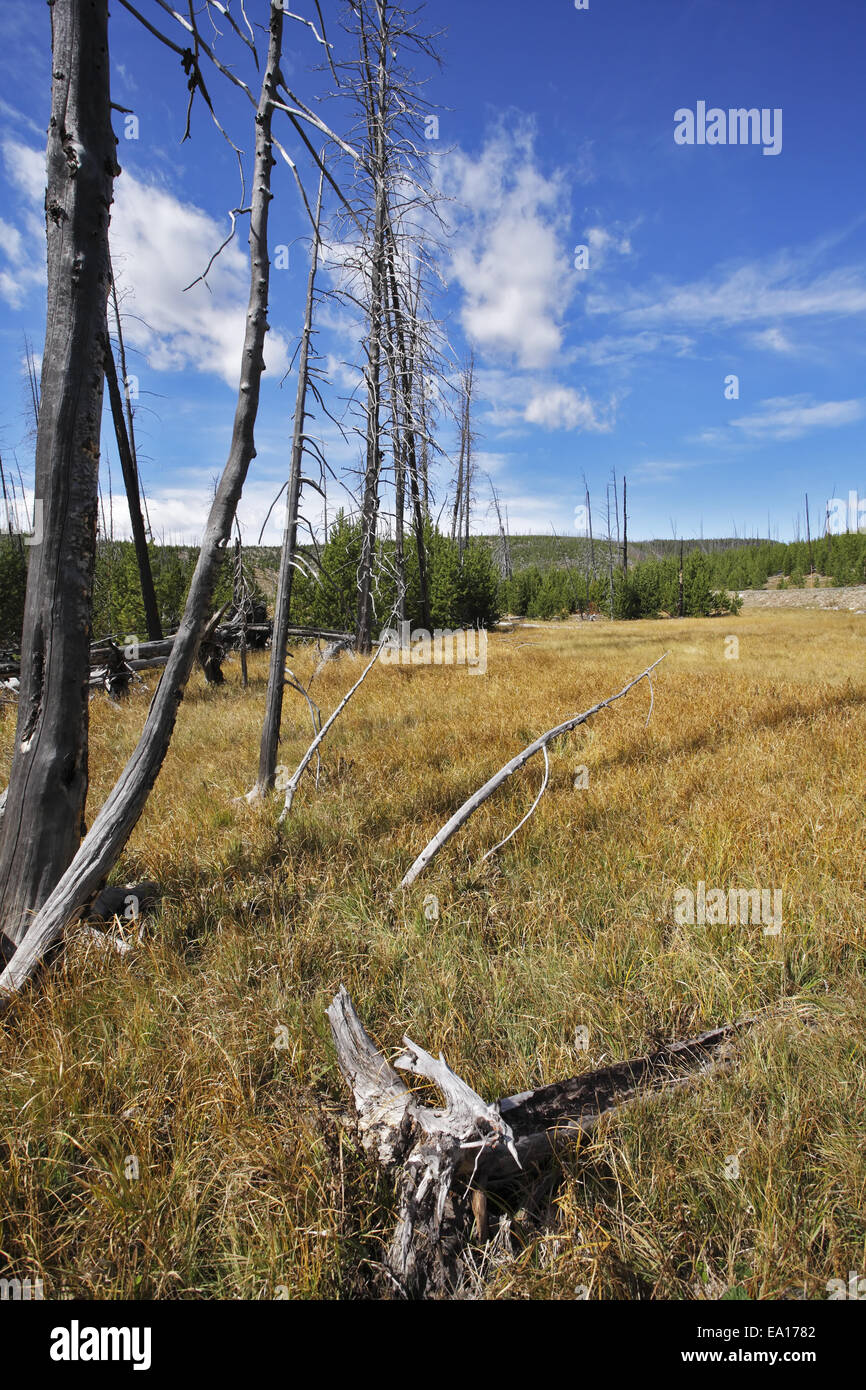 The wood in Yellowstone Stock Photo - Alamy
