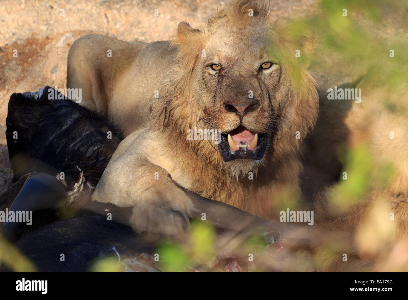 Tod lowe hi-res stock photography and images - Alamy
