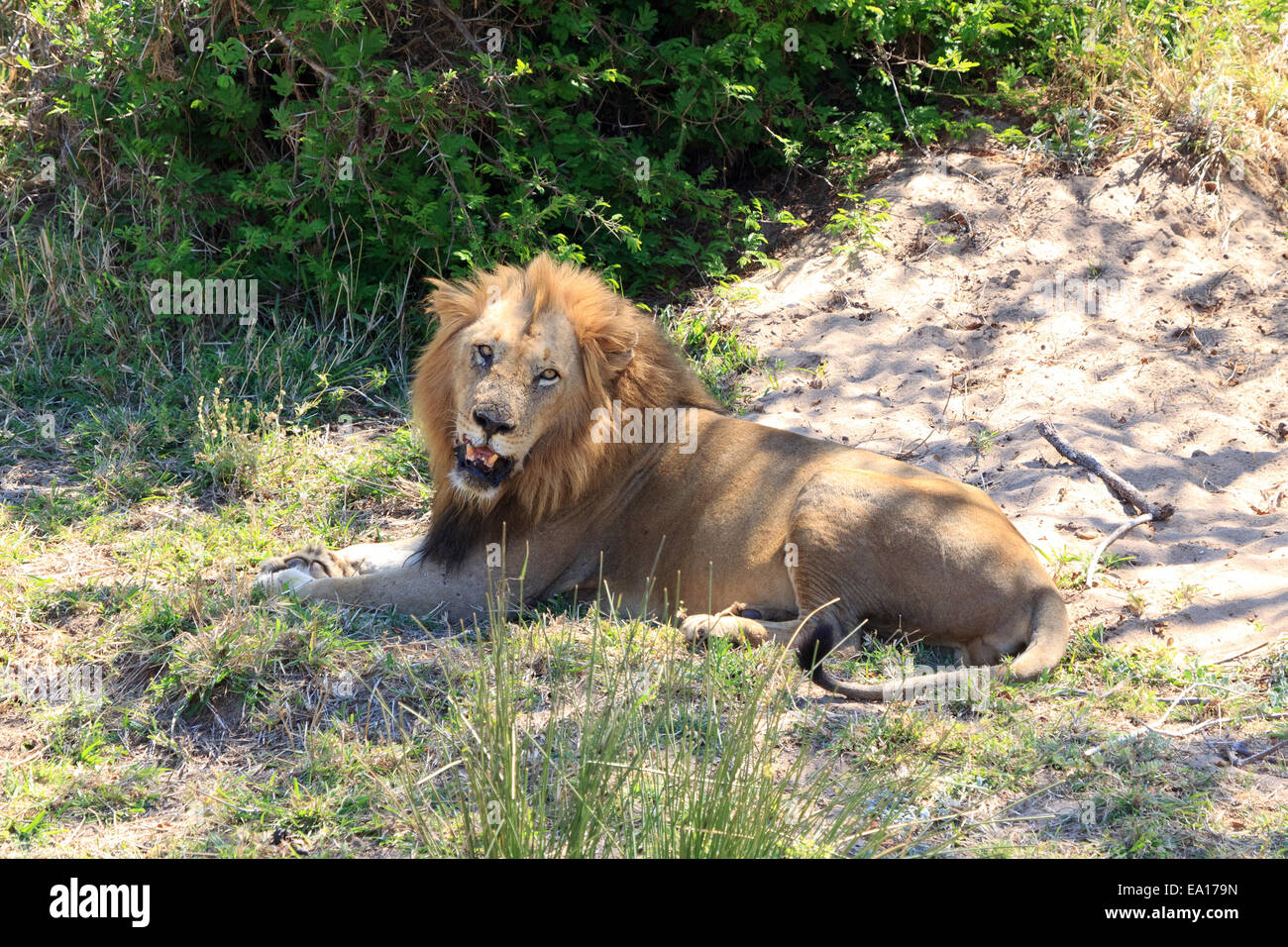 Jäger löwe hi-res stock photography and images - Alamy