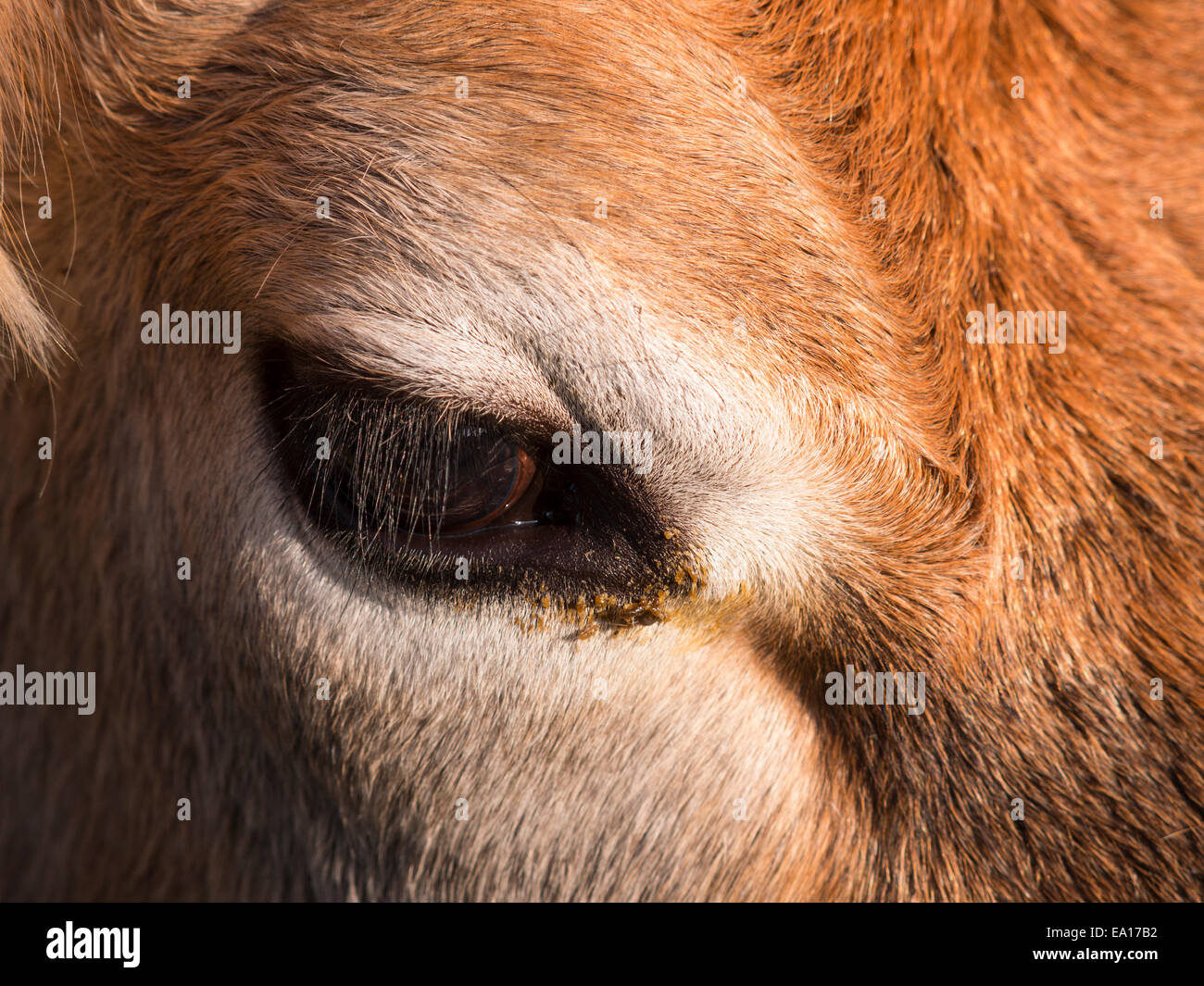 close up of cow face,derbyshire,uk Stock Photo - Alamy