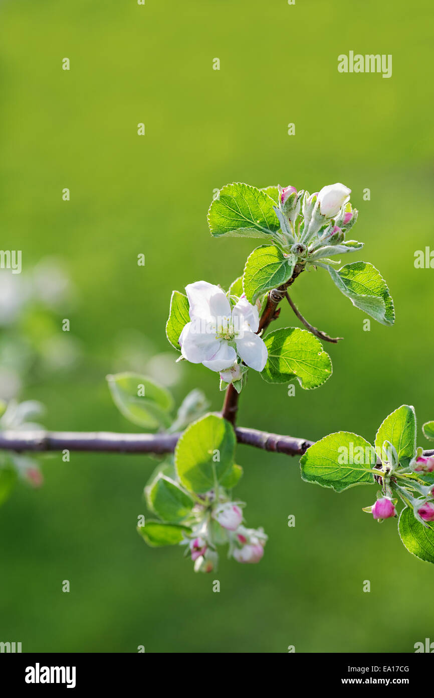 Rural scene shallow depth hi-res stock photography and images - Alamy