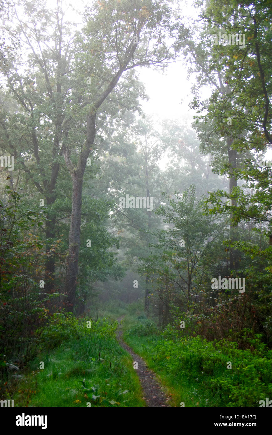 Foggy Autumn landscape Stock Photo - Alamy