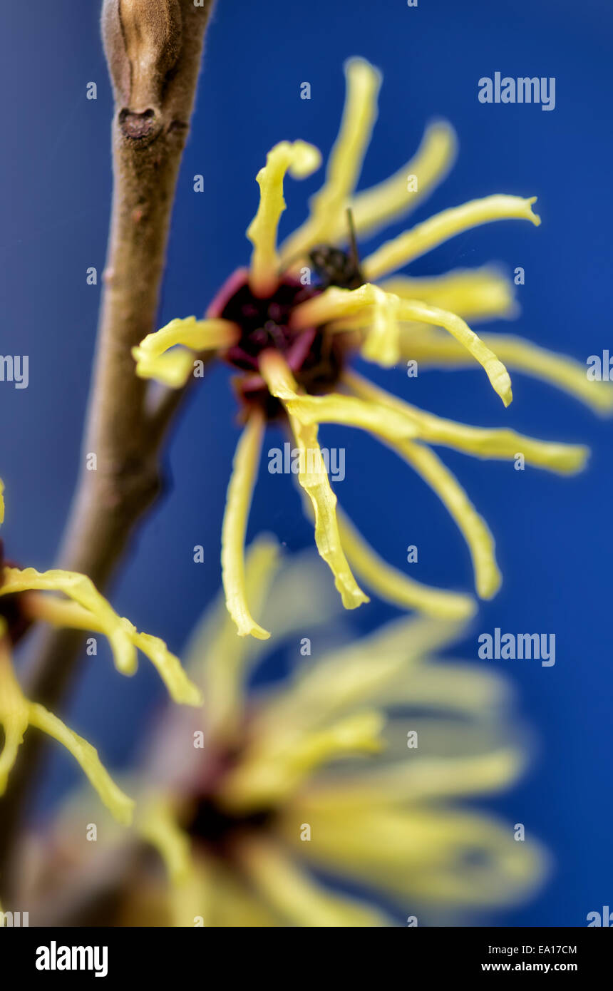 yellow winter flower Stock Photo - Alamy