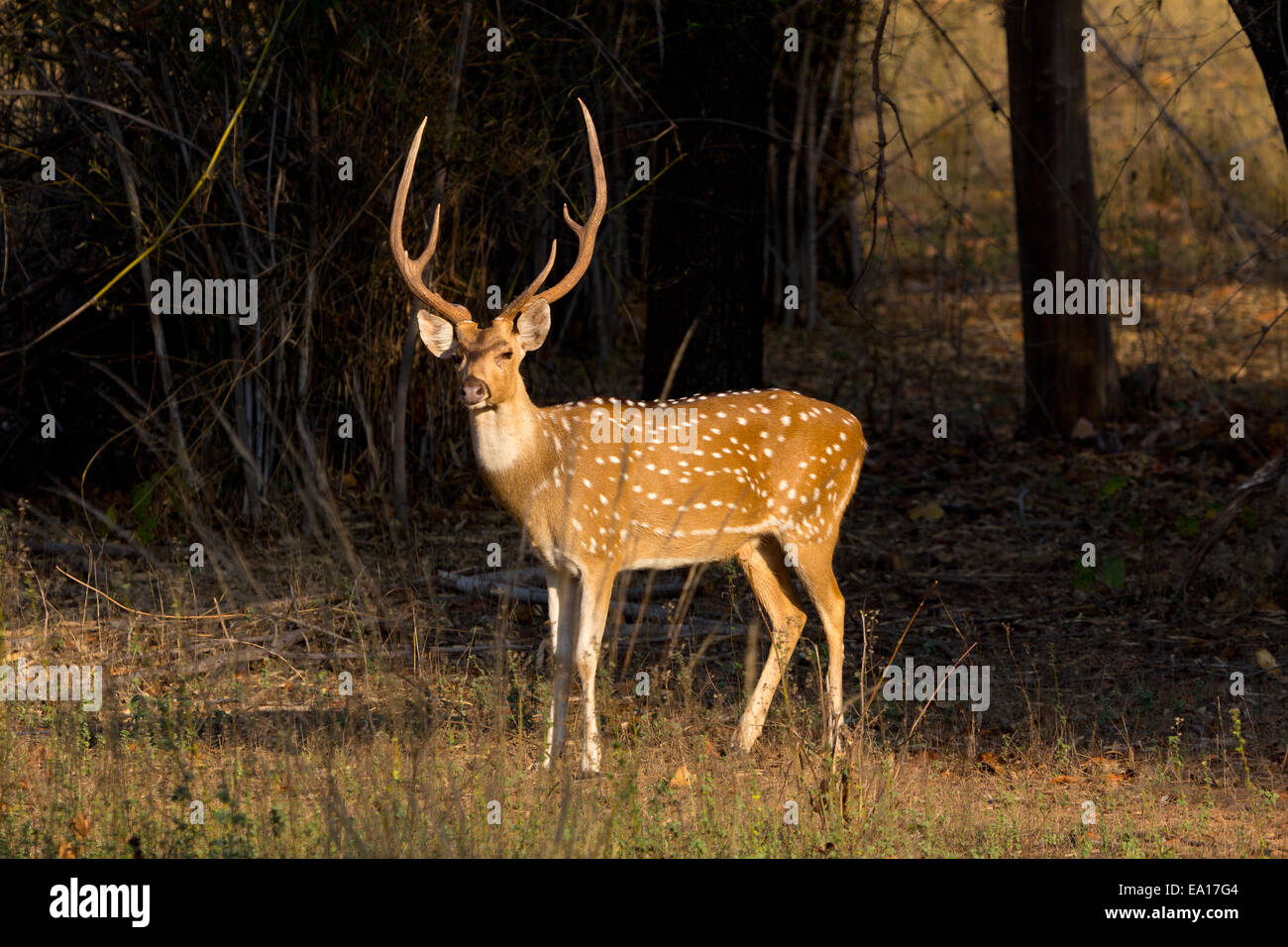 Chital or Spotted Deer Stock Photo - Alamy