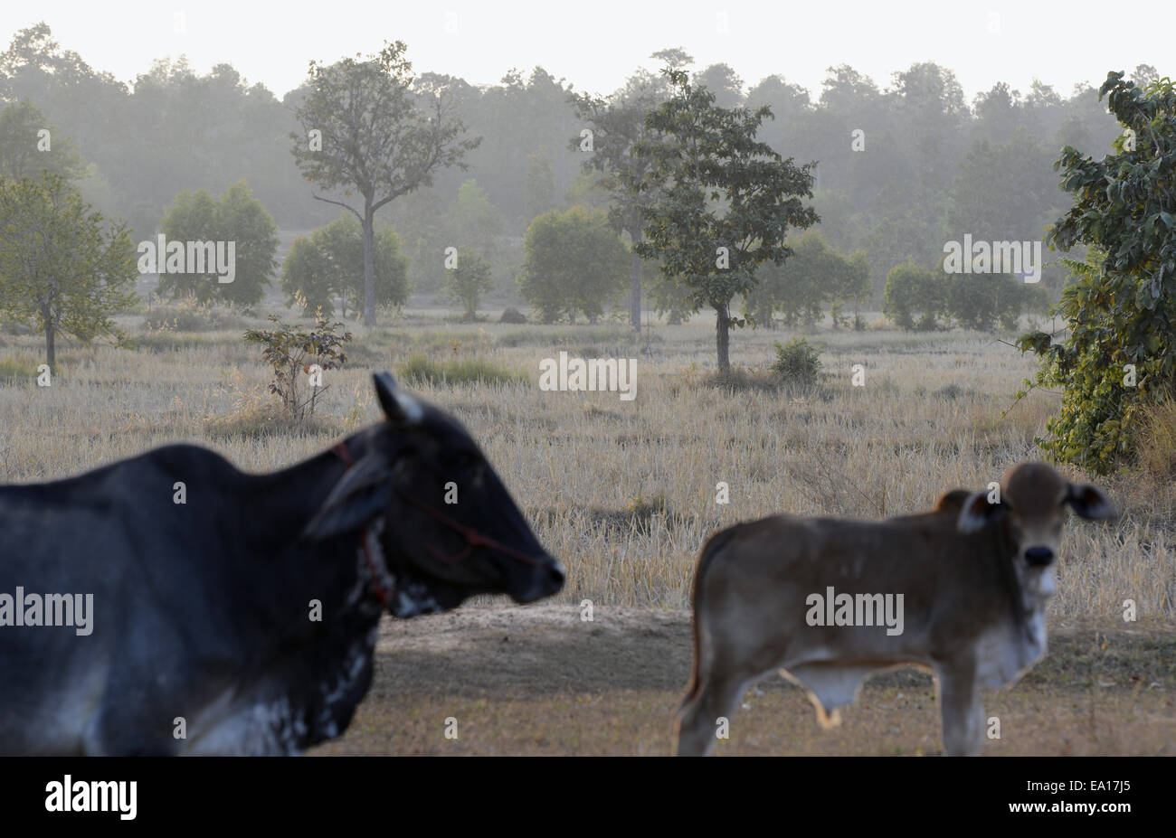 Amnat charoen hi-res stock photography and images - Alamy