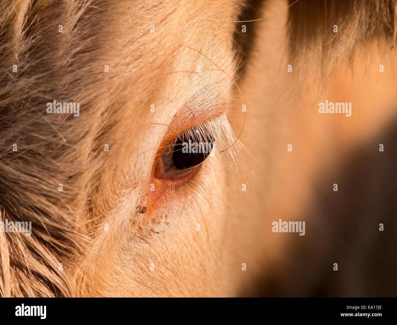 close up of cow face,derbyshire,uk Stock Photo - Alamy