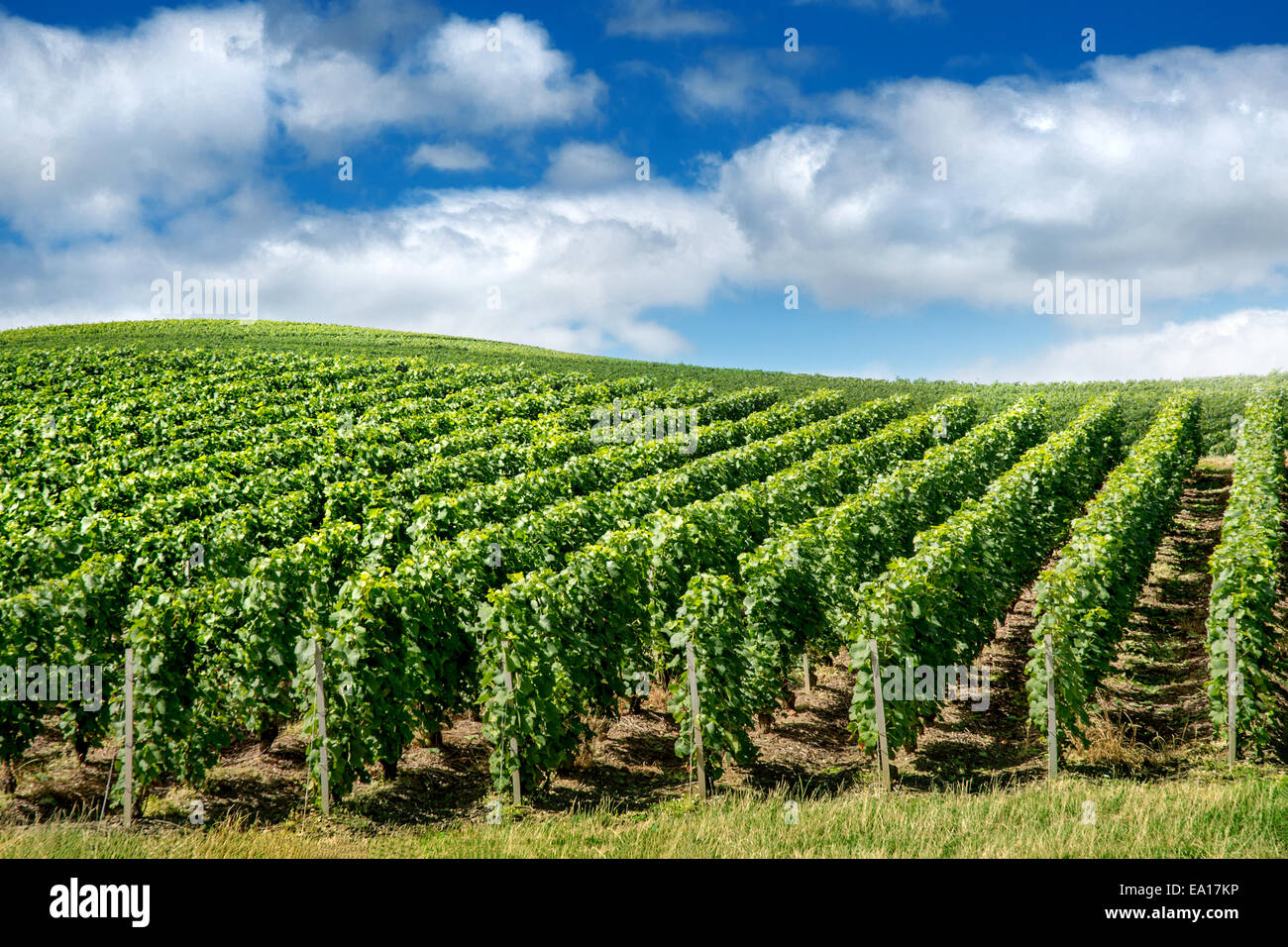 Vineyard landscape, Montagne de Reims, France Stock Photo - Alamy
