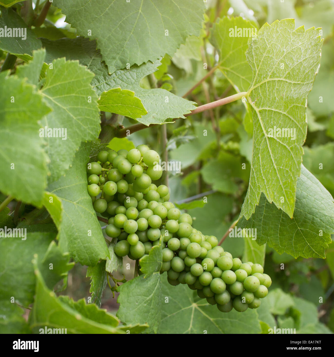 Green grape leaves on grapevine hi-res stock photography and images - Alamy