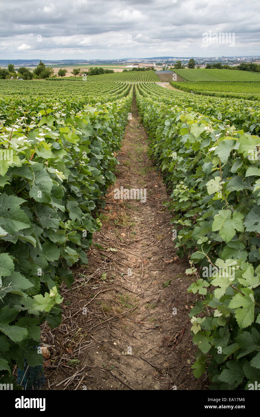Vineyard landscape, Montagne de Reims, France Stock Photo - Alamy