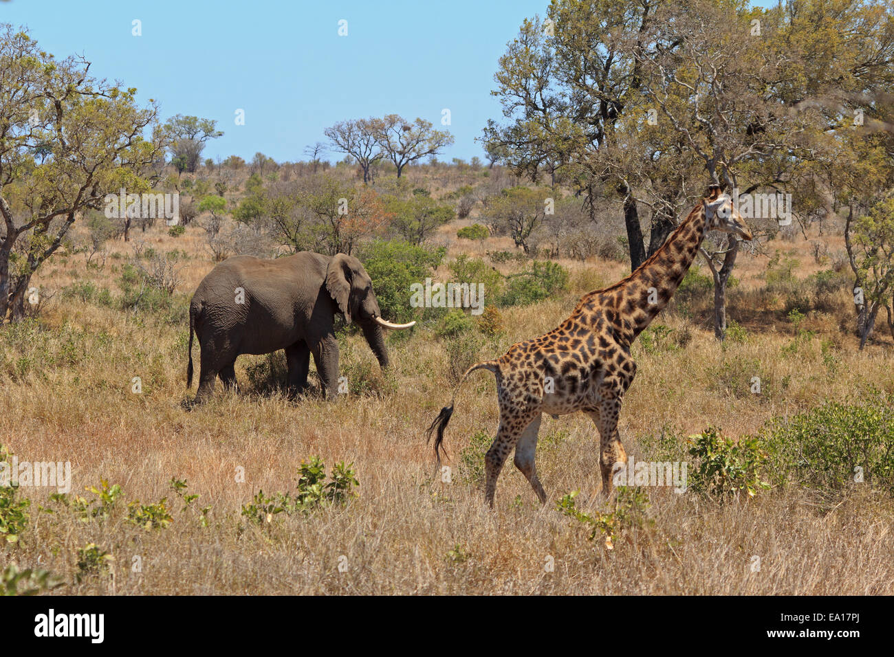Elephant and giraffe Stock Photo - Alamy