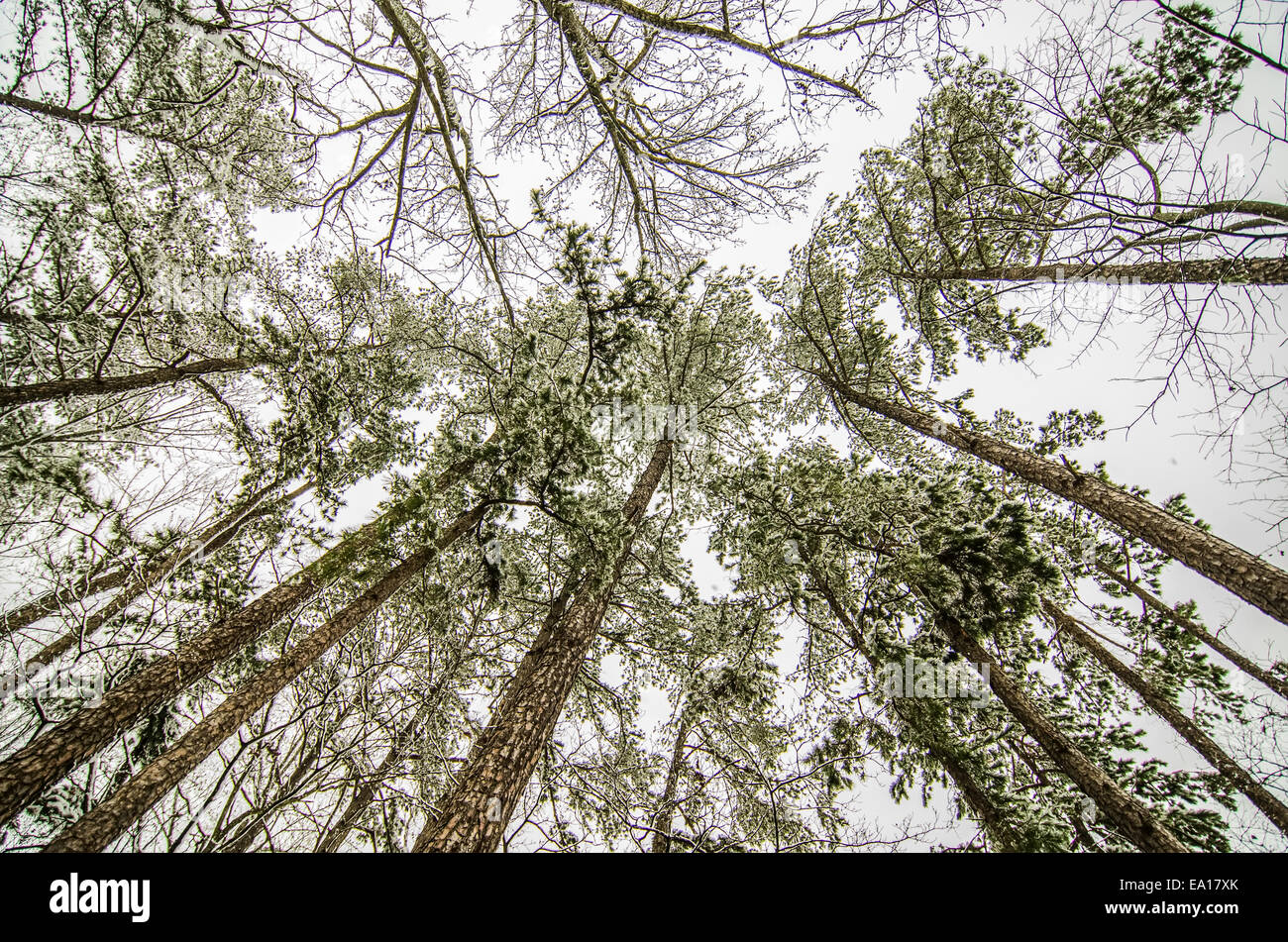 Covered evergreens hi-res stock photography and images - Alamy