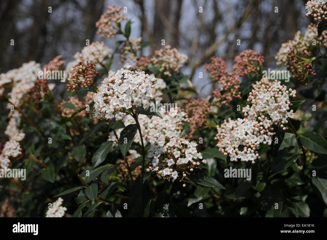 Laurustinus hi-res stock photography and images - Alamy