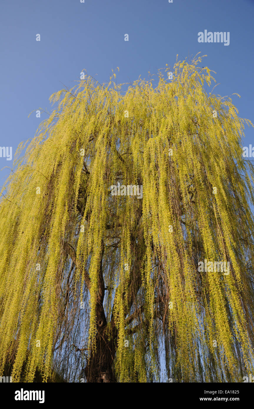 Willlow trees hi-res stock photography and images - Alamy