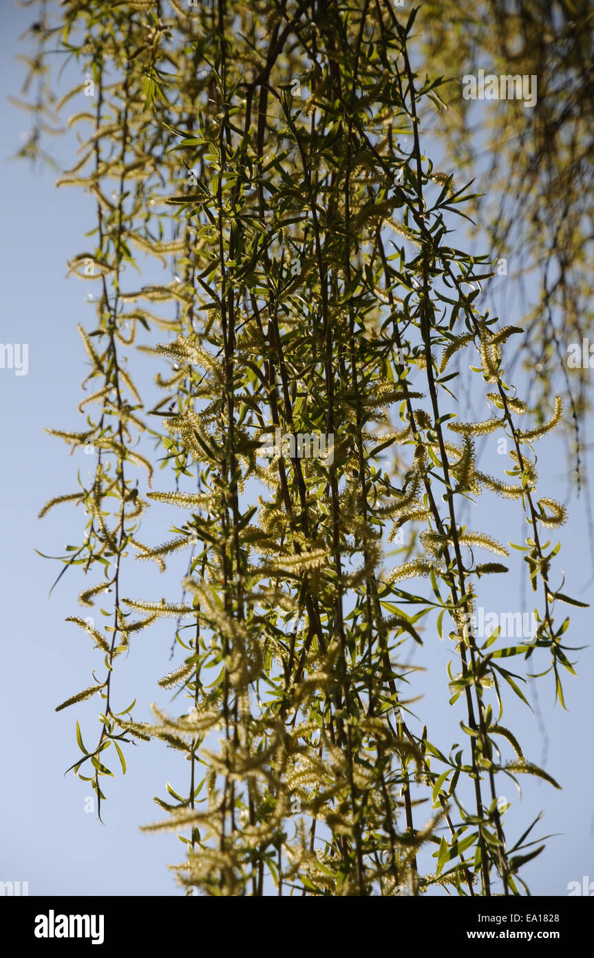 Weeping willlow hi-res stock photography and images - Alamy