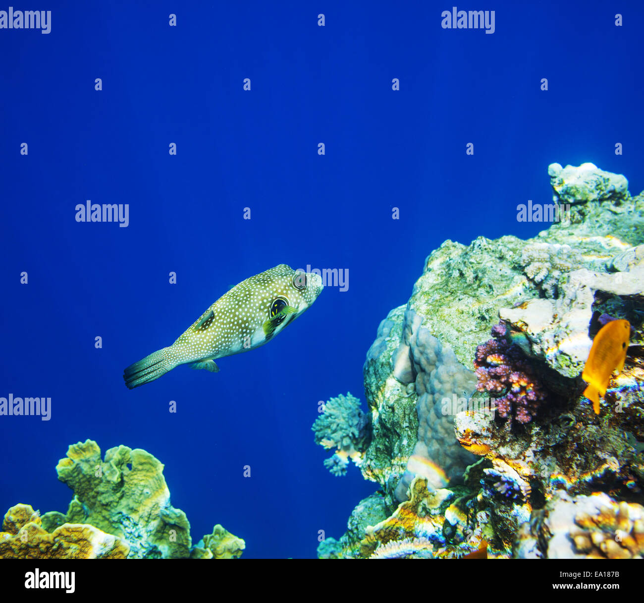 Haiti bubble hi-res stock photography and images - Alamy