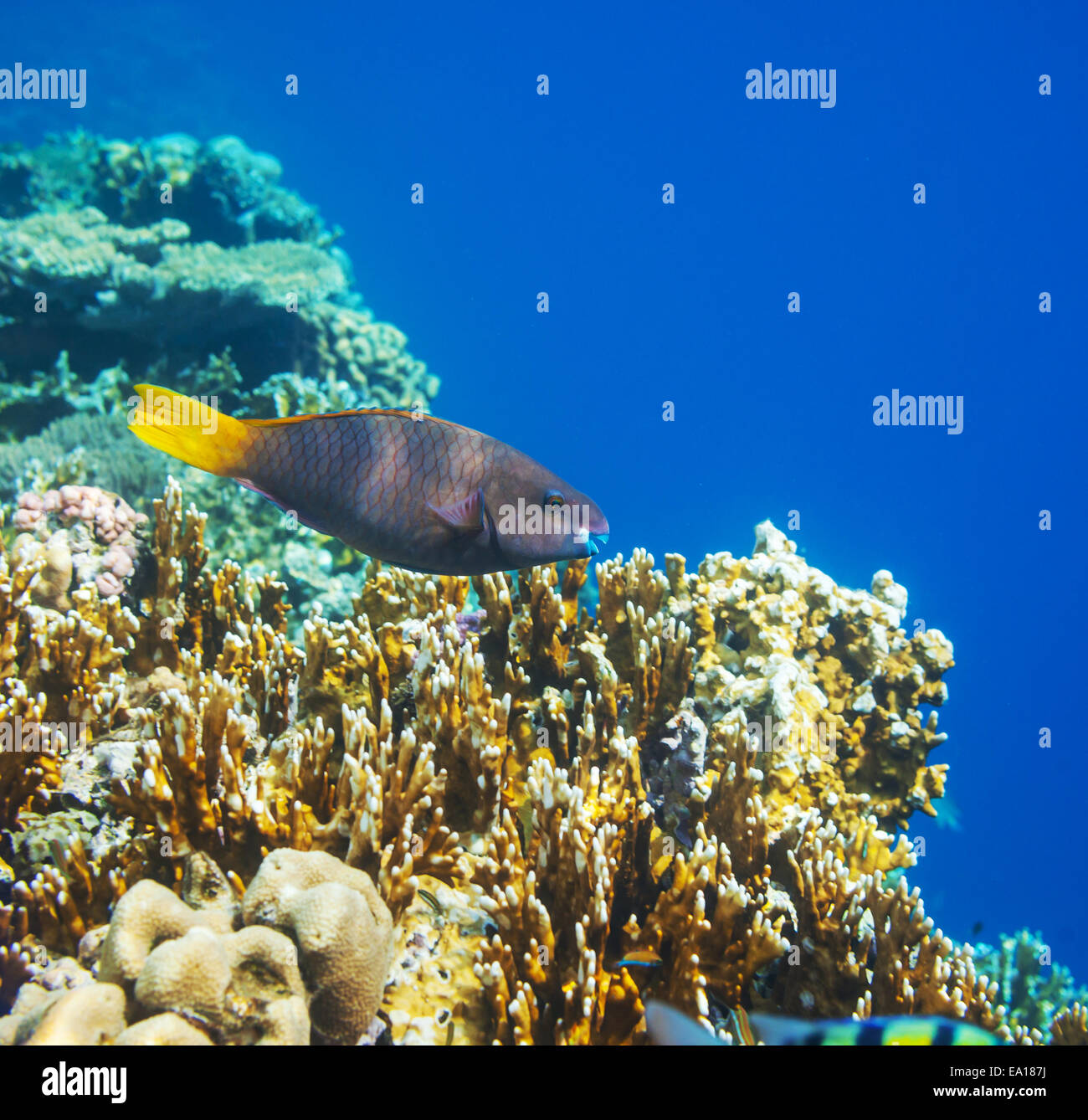Fish ani hi-res stock photography and images - Alamy