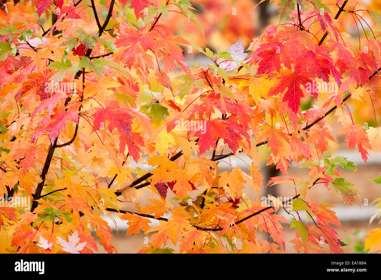 Fall foliage norway maple trees hi-res stock photography and images - Alamy